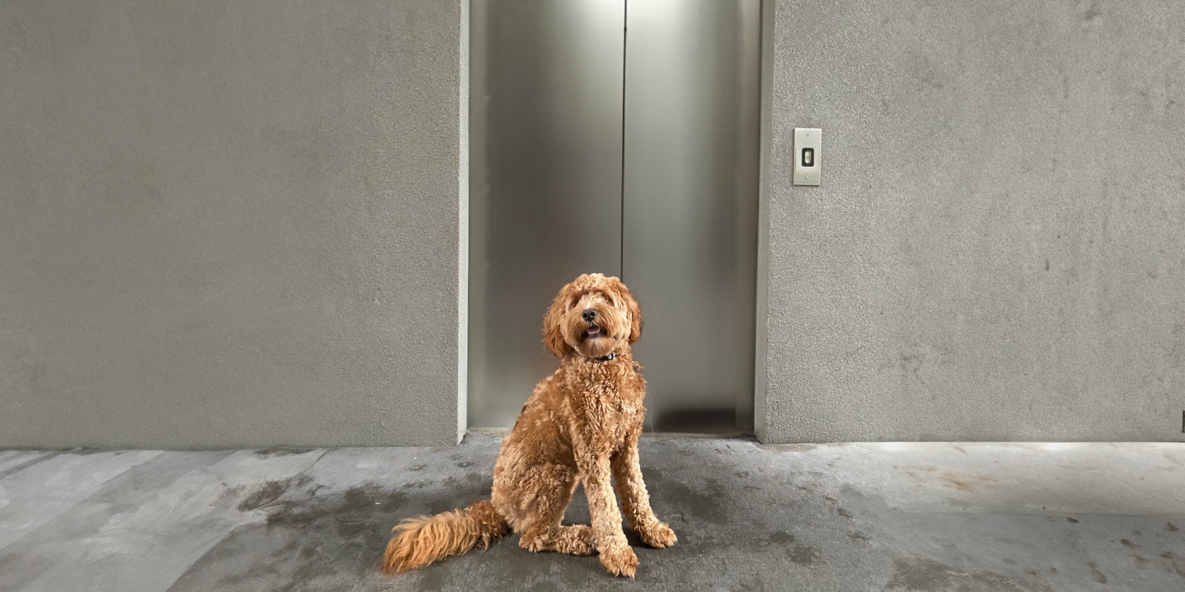 Stay Safe While Traveling Vertically: 5 Elevator Safety Tips for Pets